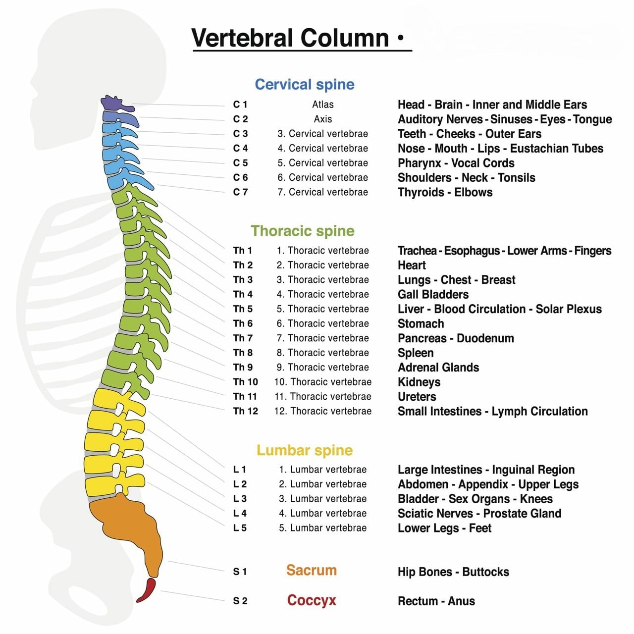 Sakit Belakang: Punca dan Simptom Mengikut Kawasan Sakit - Poliklinik ...